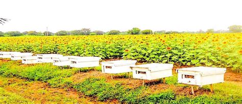 ယခုဘဏ္ဍာနှစ် ရှစ်လတာကာလအတွင်း ပုဂ္ဂလိကကဏ္ဍမှ ပြည်ပသို့ ပျားရည် အမေရိကန်ဒေါ်လာ ၁ ဒသမ ၃၆၃ သန