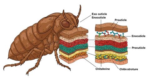 Detailed Illustration Of An Insect S Exoskeleton Structure On The Left A Brown Insect In Stock