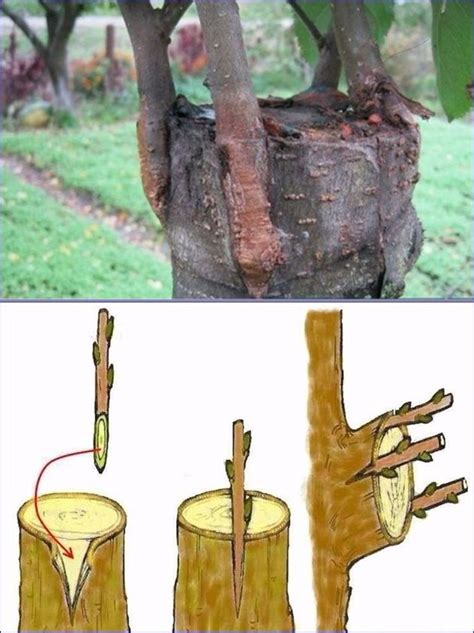 Присаждане на дръвчета през вегетацията Български Фермер