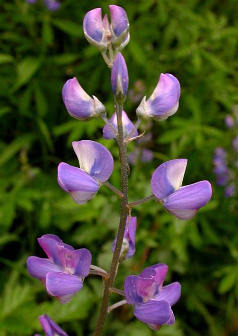 Lupinus Latifolius Burke Herbarium Image Collection