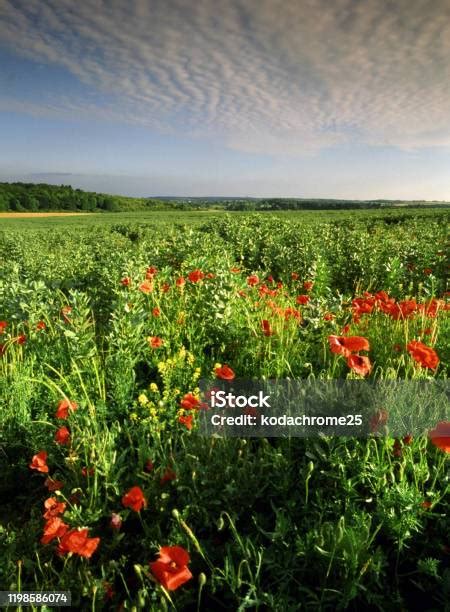1일의 양귀비 필드 차 세계 대전 솜 밸리 피카디 프랑스 유럽 중간 형식 의 필름에 촬영 0명에 대한 스톡 사진 및 기타 이미지 Istock