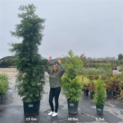 Exquisite Podocarpus Plants For Your Home Plants Express
