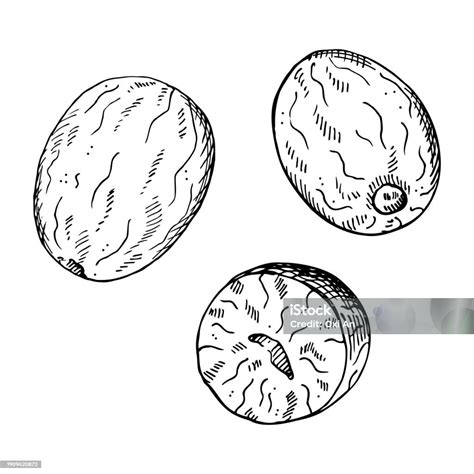 육두구 스케치는 고립 된 배경에 손으로 그린 벡터 그림을 새겨 넣었습니다 그리기 메이스 식물 매운 견과류 요리 약 향수를 위한