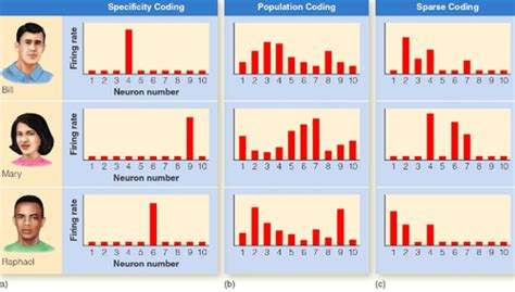 Nsci 225 Final Exam Flashcards Quizlet