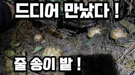 🍄 송이버섯 🍄야간산행 중 만난 줄 송이 밭 [ep 03] 22 09 17 후편 Youtube