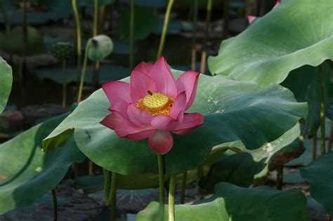 로터스 꽃 핑크 Pixabay의 무료 사진