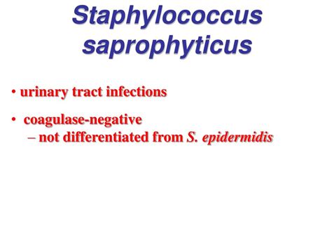 Ppt Pyogenic Coccus Powerpoint Presentation Free Download Id 3589406