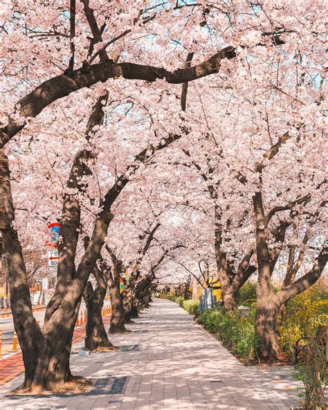 여의도 벚꽃축제 4년 만에 정상 개최
