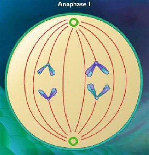 Difference Between Anaphase 1 And Anaphase 2 KnowsWhy Com