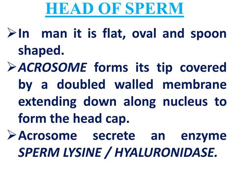 Structure Of Sperm Pdf