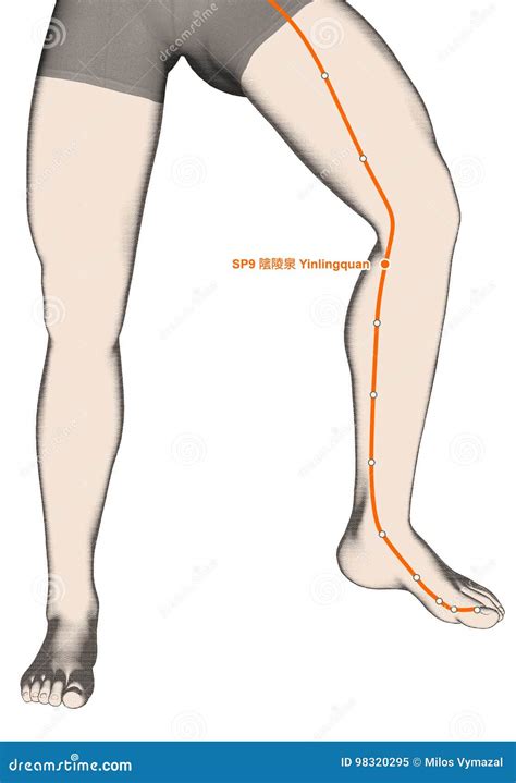 Drawing Acupuncture Point Sp9 Yinlingquan 3d Illustration Stock