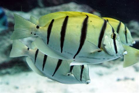 シマハギ 美ら海生き物図鑑 沖縄美ら海水族館 沖縄の美ら海を次の世代へ