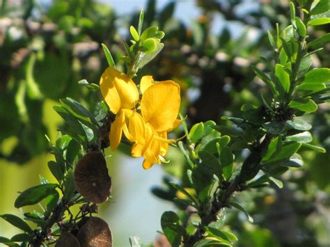 Brya Ebenus Plant Plantslive