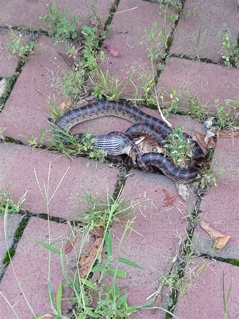 짤첨부 오늘 개구리가 뱀한테 잡아먹히는거 본게 자랑 유머 움짤 이슈 에펨코리아