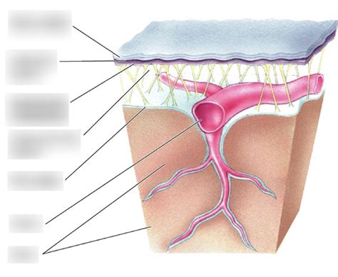 Unit 3 Meninges Diagram Quizlet