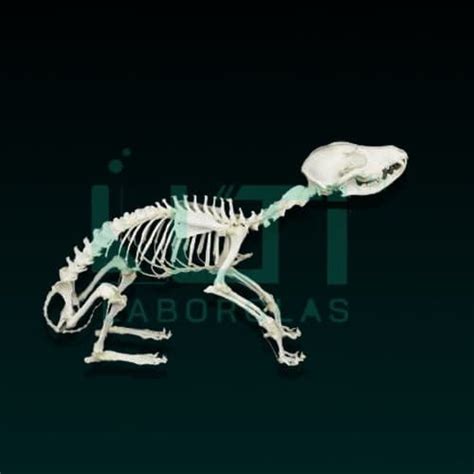 10418 Dog Skeleton