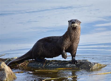 Northern River Otter On Seedskadee National Wildlife Refug Flickr