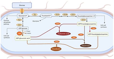 Uridine Diphosphate Glucose Wikipedia