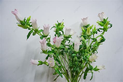 Flowers And Plants Green Fresh Wind Chime Grass Bell Flower Spring Pink