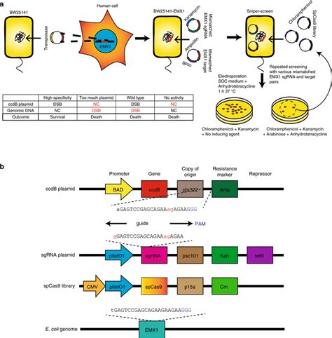 One Step Positive And Negative Selection Scheme In E Coli A Schematic Download Scientific