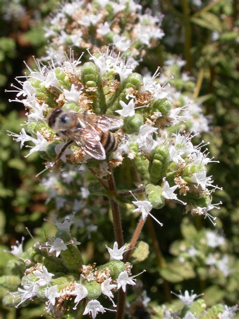 زعتر زوبع Origanum Syriacum Lebanese Oregano Native Nurseries