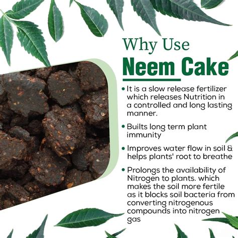 Natural Neem Cake Powder Good For Plants Neem Powder Garden Organic