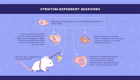 the role of the striatum in behavior maze engineers