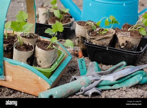 Planting Out Parsnip Seedlings That Were Grown From Seed In Toilet Roll Tubes To Aid Germination