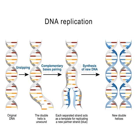 Dna Replication Drawing