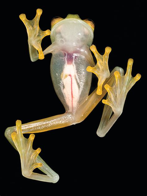 Glass Frog Lower Classifications Qzowq