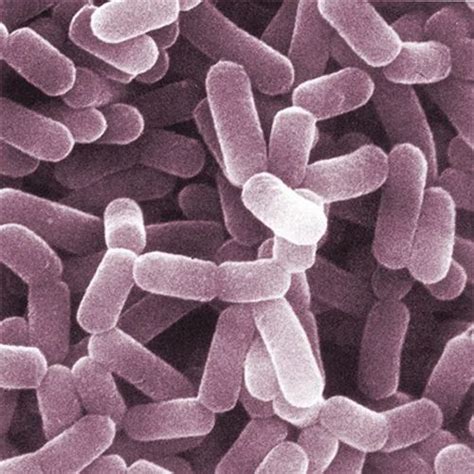 Mitushi Lactobacillus Casei Probiotics Pack Size 25 At ₹ 325kilogram