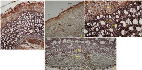 Histological Study Of Adichotoma Root A Transverse Section Of Root