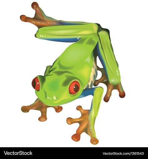 Tree Frog Royalty Free Vector Image VectorStock