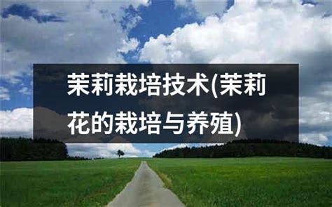 茉莉栽培技术 茉莉花的栽培与养殖 养花经验