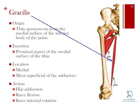 Gracilis Origin Insertion Action And Nerve Supply How To Relief