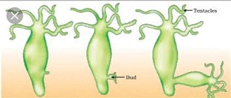 Draw Labelled Diagrams To Illustrate Budding In Hydra