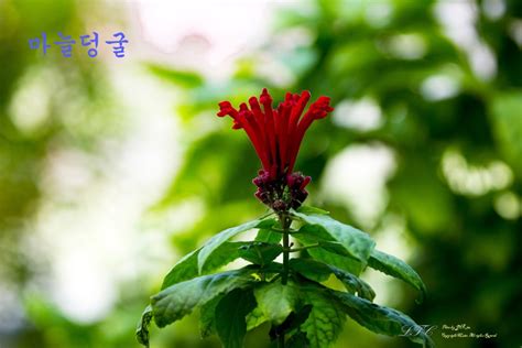 빨간색꽃의 종류와 이름 95종 네이버 블로그