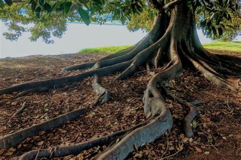 Tree Drip Line Yard IrrIgation Repair