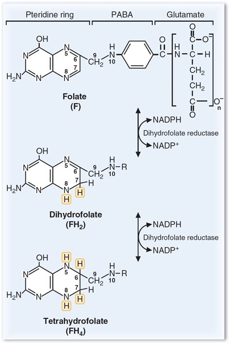 Tetrahydrofolate Structure