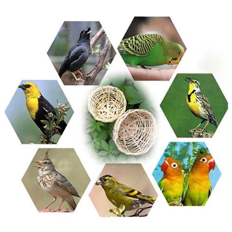 Badu Bg 1pc Висящо гнездо за птици Бамбукова колиба за птици Къщичка за птици на открито от