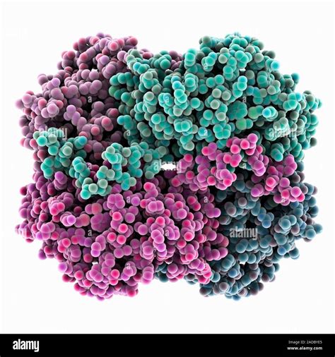 Lactate Dehydrogenase Molecule Computer Model Showing The Structure Of