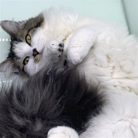 몽이노르웨이 숲 고양이책임분양 ♥ 아이조아 유기방지입양 파양 강아지보호소 고양이보호소 무료분양센터