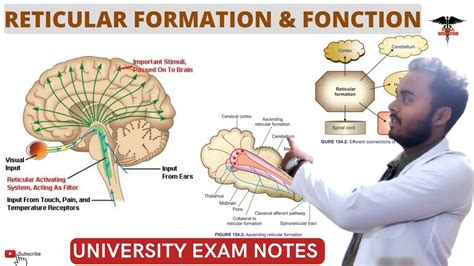 Parts Of The Brain Reticular Formation Reticular Formation And