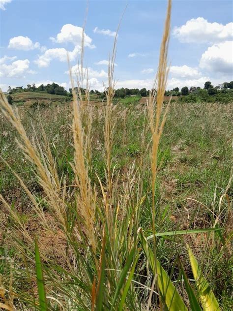 Loudetia Simplex Propagate One