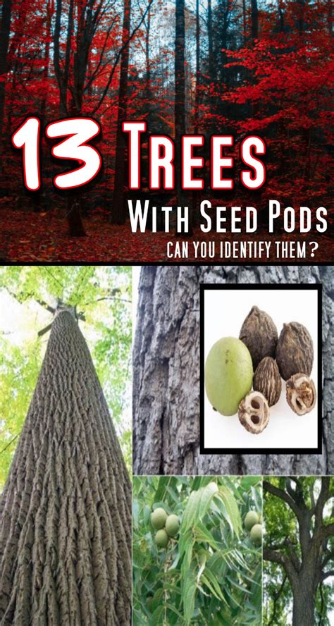 13 Trees With Seed Pods In North America