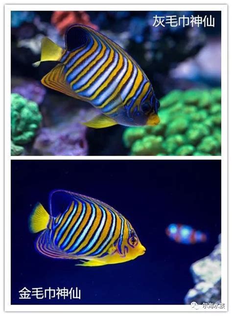 海水鱼飞碟虫蒙眼海水鱼蒙眼可以自愈吗海水缸有飞碟虫怎么办第10页大山谷图库