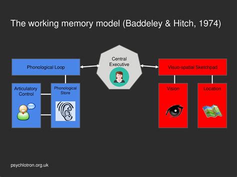 the working memory model ppt download