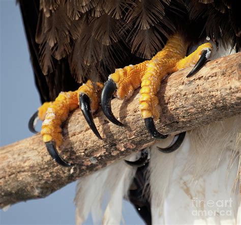 Bald Eagle Talons Photograph By Nicole Riley Pixels
