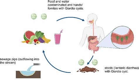 Figure 1 From Analysis Of Giardia Lamblia Nucleolus As Drug Target A Review Semantic Scholar