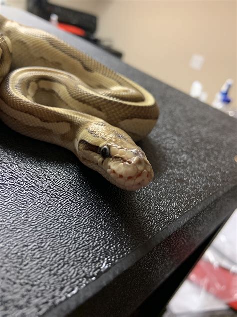 Nose Rubbing Ball Pythons Morphmarket Reptile Community